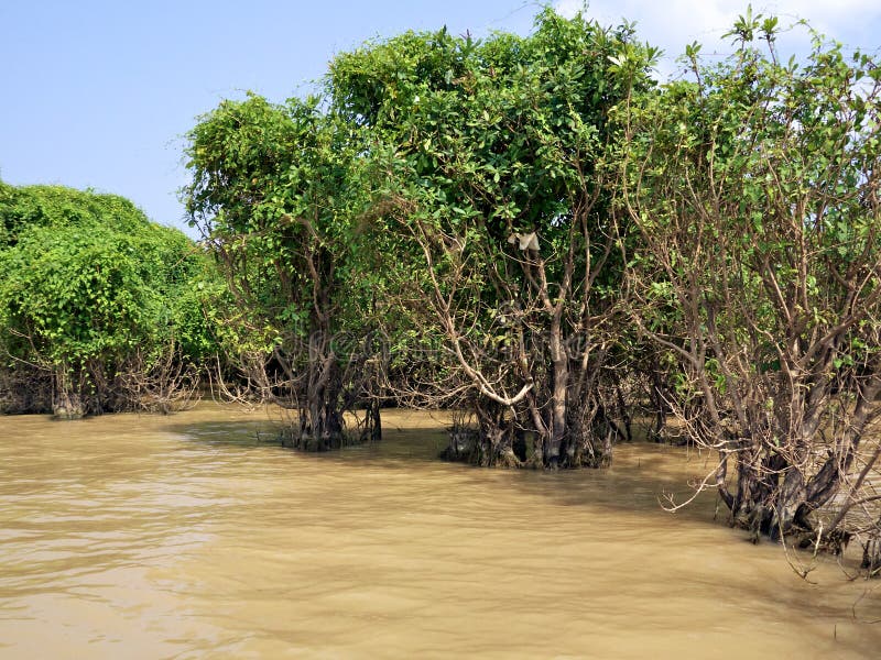 Bosque Inundado En El Río Amazonas, El Brasil Imagen de archivo ...