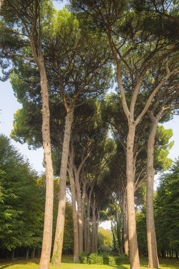 Bosque Italiano Del Pino De Piedra Imagen de archivo - Imagen de ...