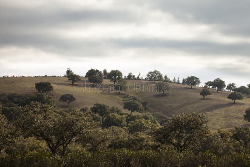 Bosque Mediterráneo En Menorca Con Los Robles Foto de archivo - Imagen ...