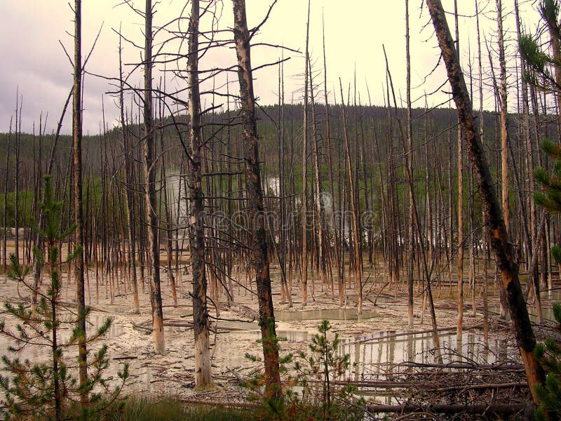 Descarga De Basura - Bosque Contaminado Imagen de archivo - Imagen de ...