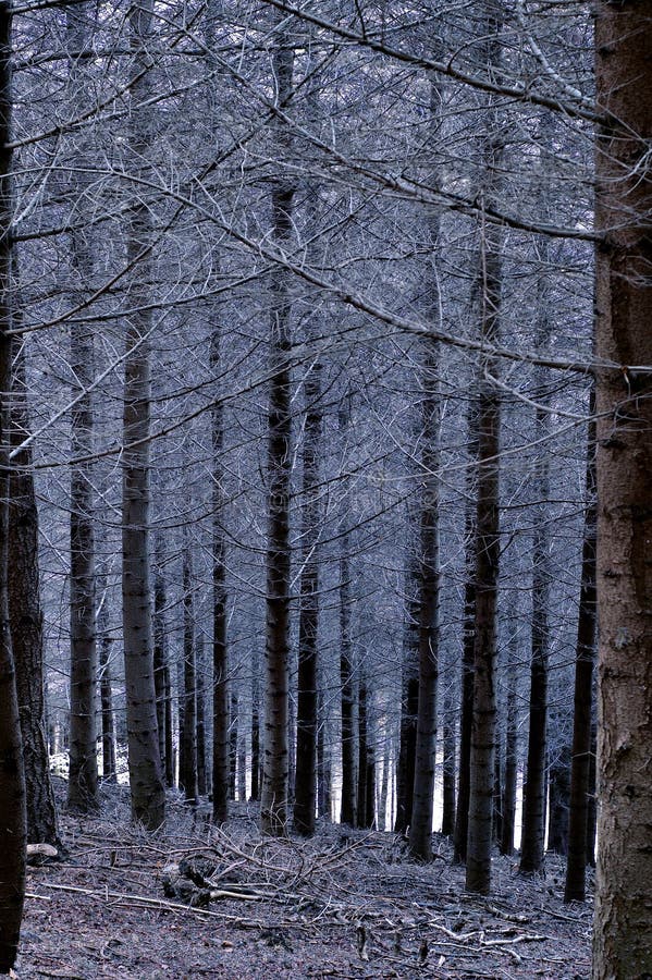 Bosque negro foto de archivo. Imagen de fantasma, amanecer - 1016408
