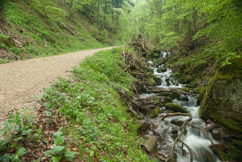 Bosque negro imagen de archivo. Imagen de alemania, bosque - 22700537