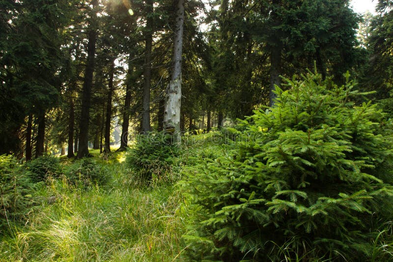 Bosque negro imagen de archivo. Imagen de rural, bosque - 26672823
