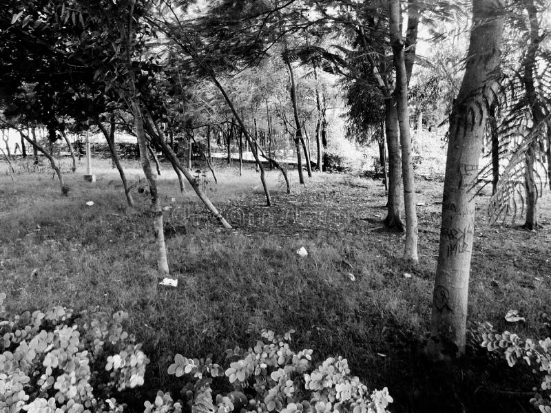 Bosque blanco y negro imagen de archivo. Imagen de paisaje - 19332719