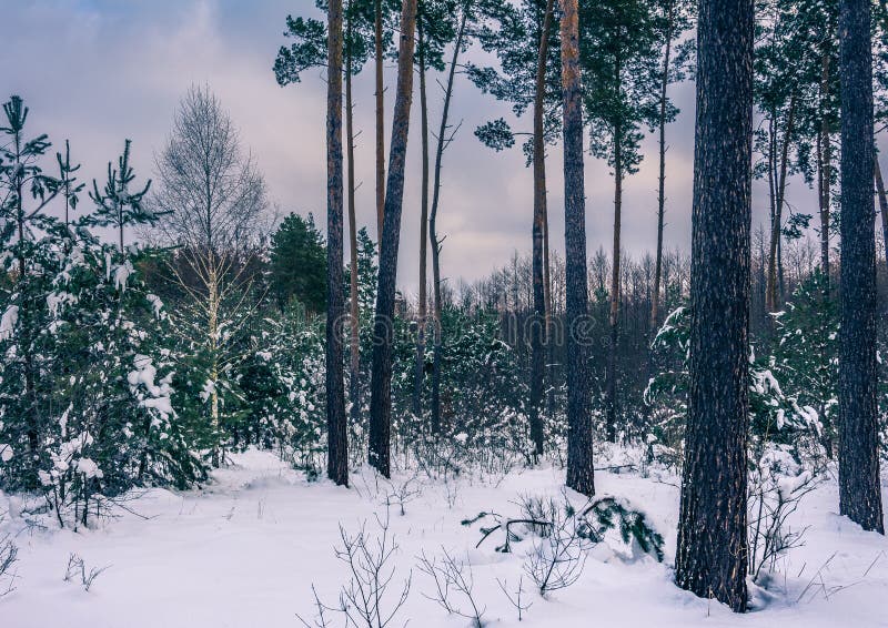 Bosque Nevado foto de archivo. Imagen de verde, hielo - 115119752