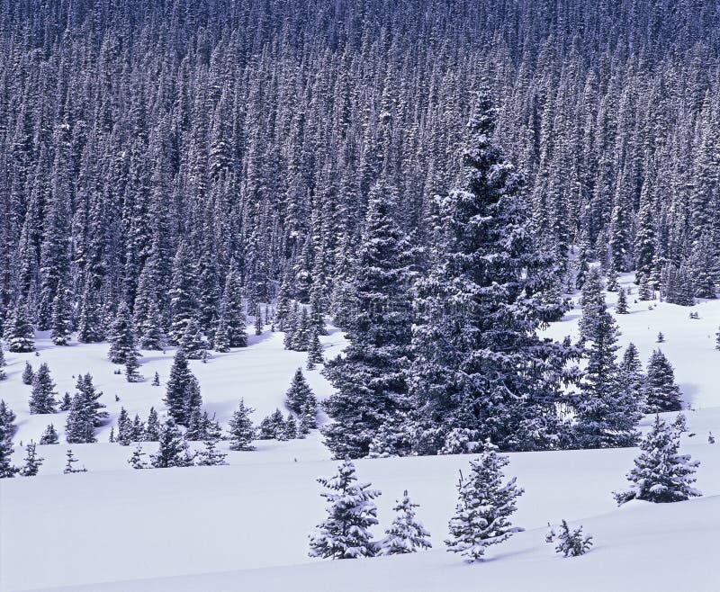 Bosque nevado imagen de archivo. Imagen de trineo, soledad - 11657157