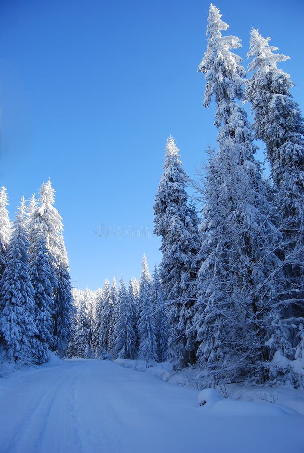 Bosque del pino Nevado imagen de archivo. Imagen de calma - 27093871