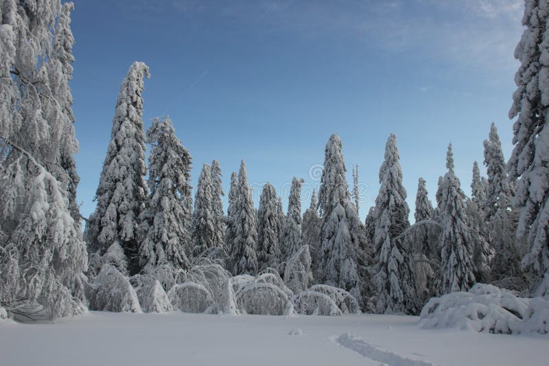 Bosque nevado foto de archivo. Imagen de bosque, cielo - 36491106