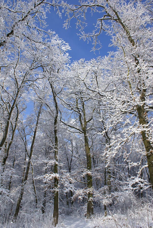 Bosque nevado imagen de archivo. Imagen de cubierto, fondo - 3704481