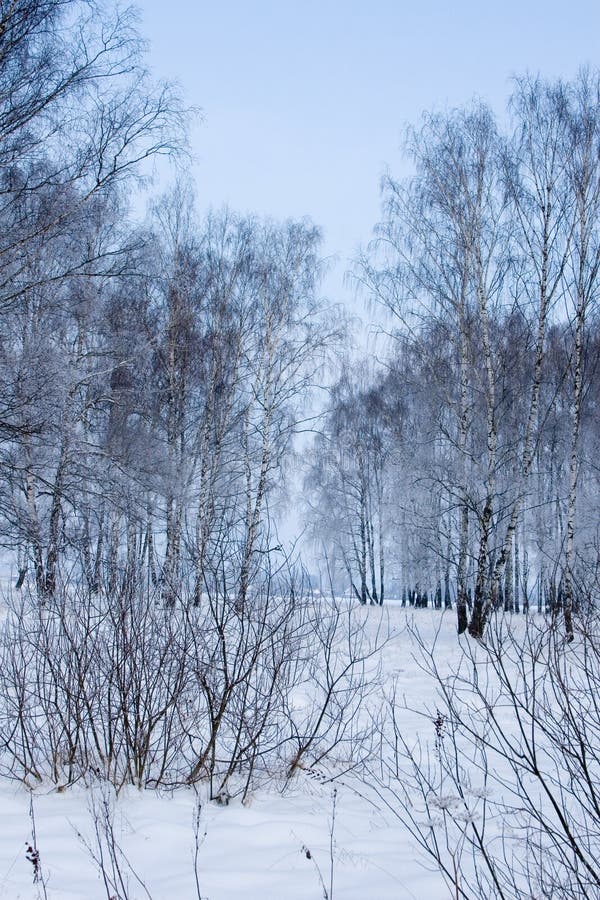 Bosque Nevado Hermoso Del Abedul Imagen de archivo - Imagen de invierno ...