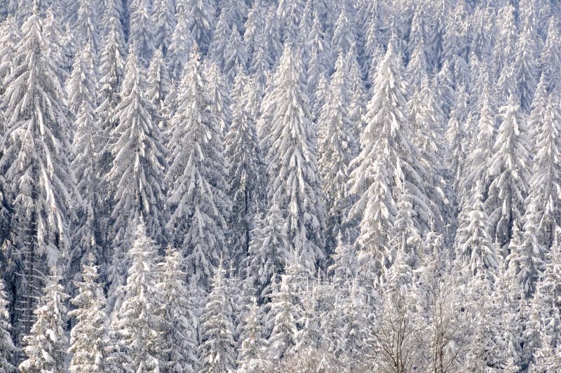 Bosque no.17 Nevado imagen de archivo. Imagen de colinas - 12772159