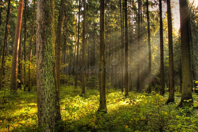 Bosque oscuro foto de archivo. Imagen de resplandor, parque - 14314444