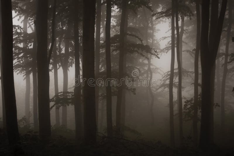 Bosque oscuro con niebla foto de archivo. Imagen de paisaje - 40003770
