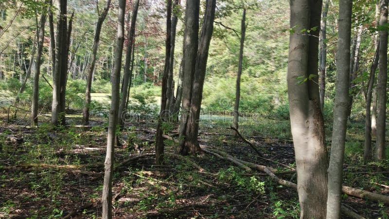 Bosque pantanoso foto de archivo. Imagen de foto, sencillo - 116586922