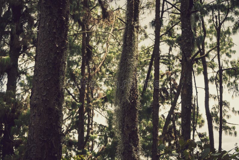 Pine Tree Forest in the Mountains Stock Photo - Image of beautiful ...