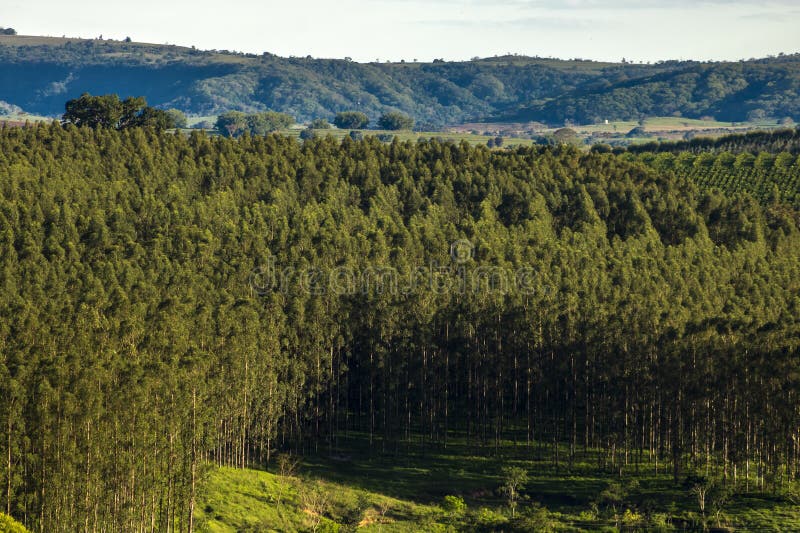 Bosque Plantado Con Eucalipto En Una Granja Imagen de archivo - Imagen ...