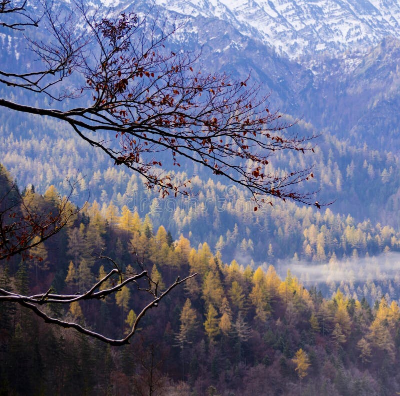 Bosque primario imagen de archivo. Imagen de travieso - 87877509