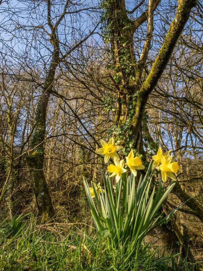 Bosque Primaveral Con Flores Daffodil Devon England. Foto de archivo ...