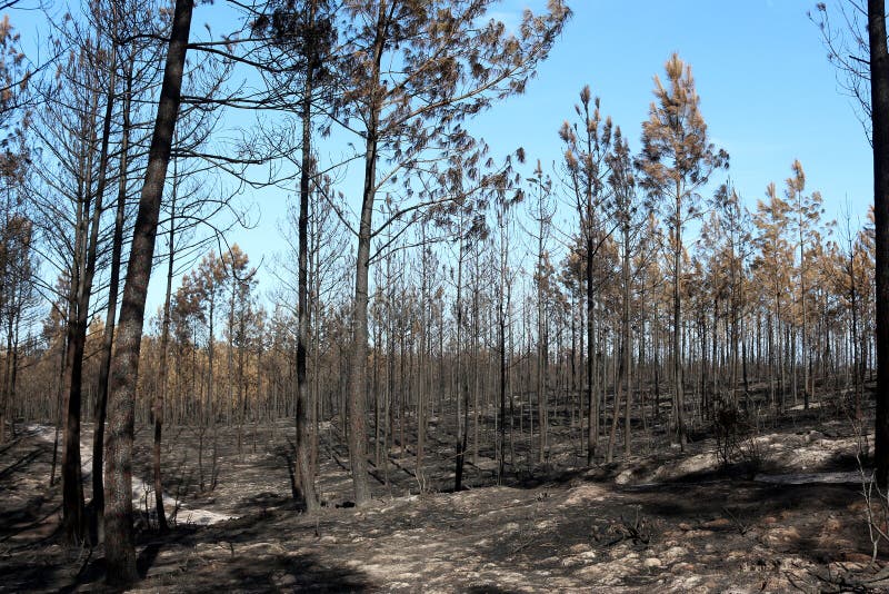 Bosque quemado imagen de archivo. Imagen de nubes, esto - 103268457