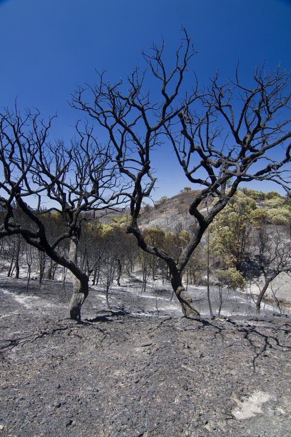Bosque quemado foto de archivo. Imagen de bosque, desastre - 105963982