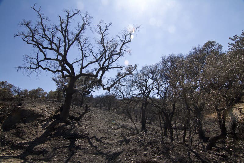 Bosque quemado imagen de archivo. Imagen de paisaje - 105964037
