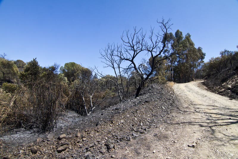 Bosque quemado imagen de archivo. Imagen de muerto, seco - 105964171