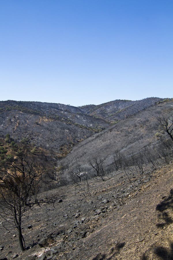 Bosque quemado foto de archivo. Imagen de escénico, portugal - 105964576