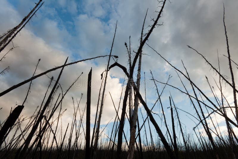 Bosque quemado imagen de archivo. Imagen de piceas, standing - 16198055