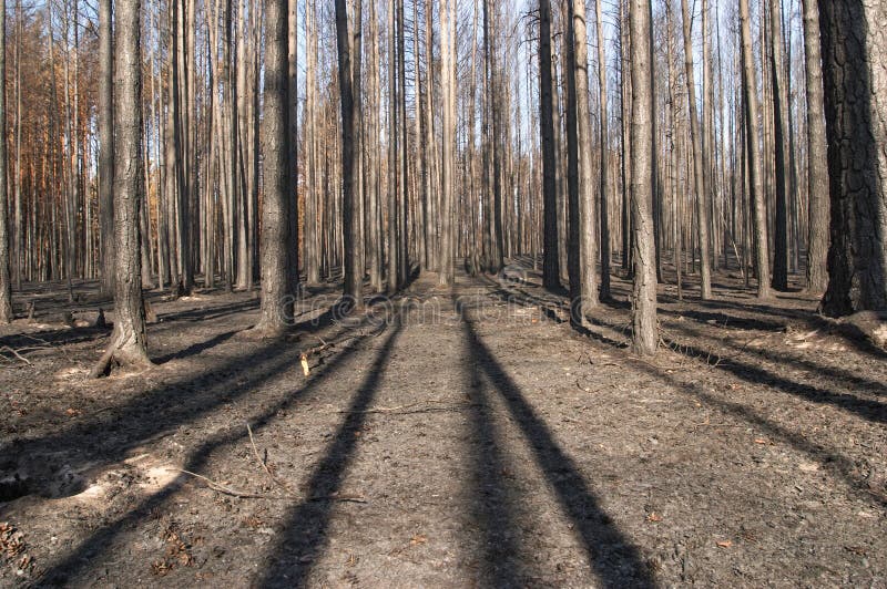Bosque quemado imagen de archivo. Imagen de antorcha, fuego - 2523739