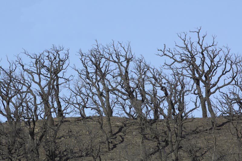 Bosque quemado imagen de archivo. Imagen de desastre - 27139031