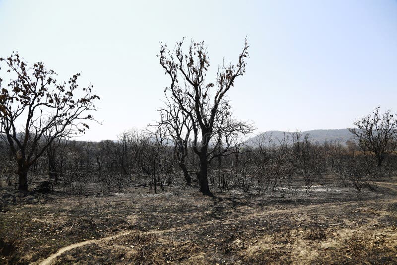 árboles Quemados Sobre Tierras Cubiertas De Cenizas. Paisaje Boscoso ...