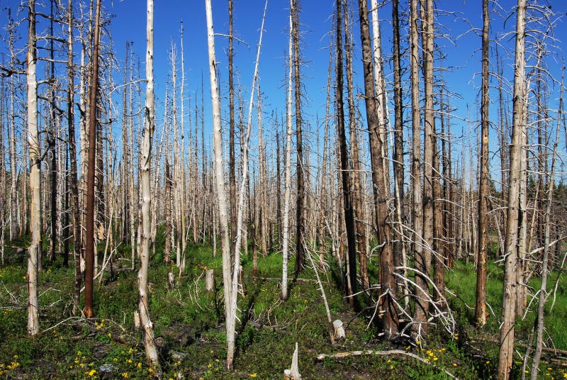 Bosque quemado foto de archivo. Imagen de bosque, descuido - 17250580