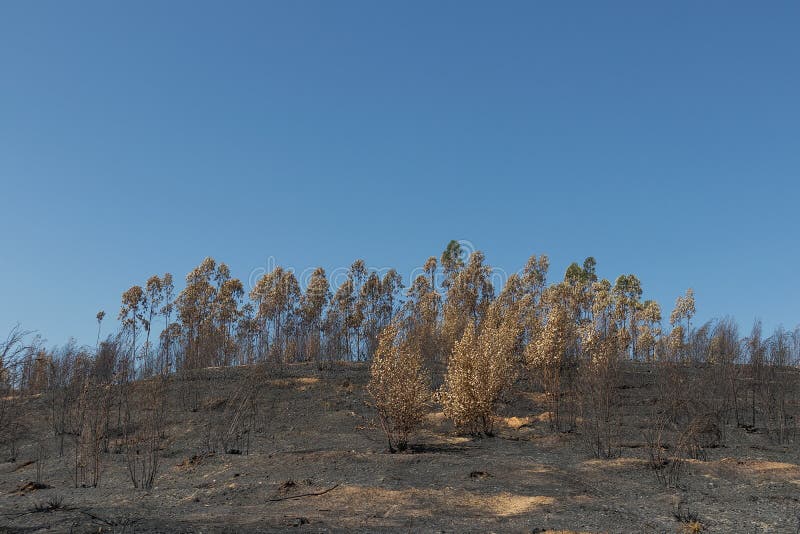 Bosque Quemado En Portugal Bosque Foto de archivo - Imagen de quemado ...
