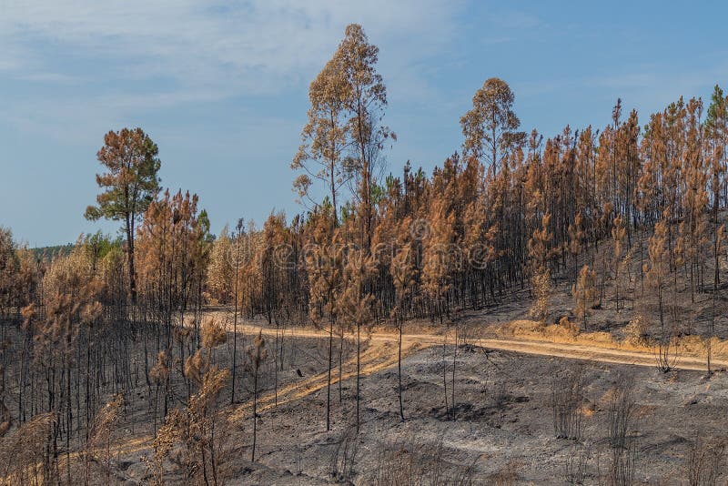 Bosque Quemado En Portugal Bosque Imagen de archivo - Imagen de fondo ...
