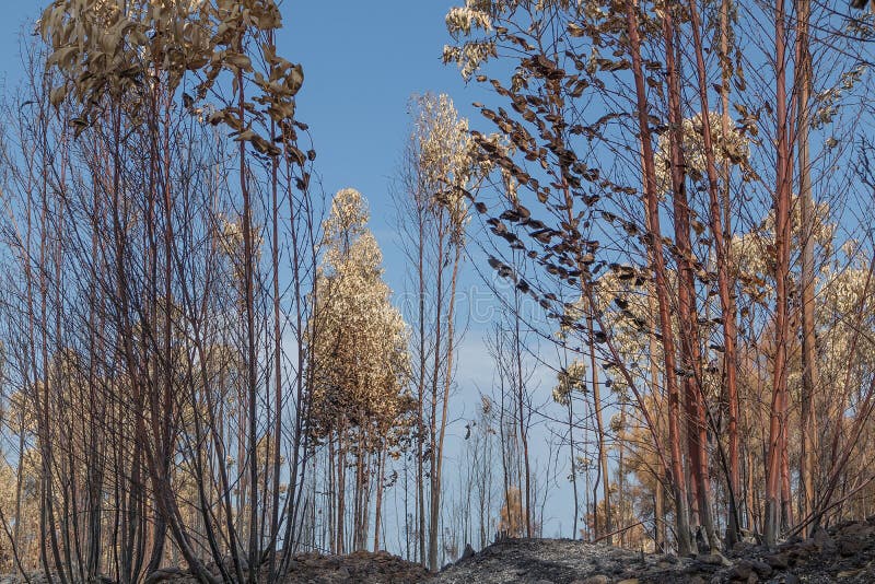 Bosque Quemado En Portugal Bosque Quemado Bosque Imagen de archivo ...