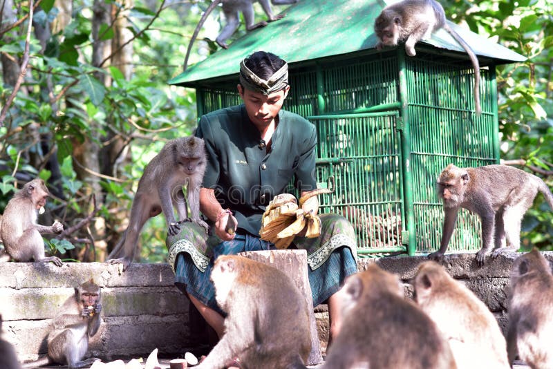 Bosque Sagrado Del Mono De Ubud, Indonesia Foto editorial - Imagen de ...