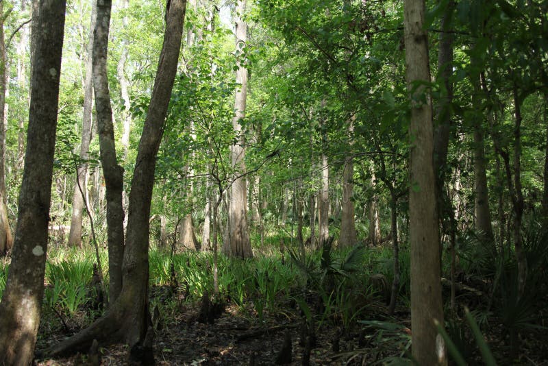 Bosque Salvaje De La Florida Foto de archivo - Imagen de ramificaciones ...