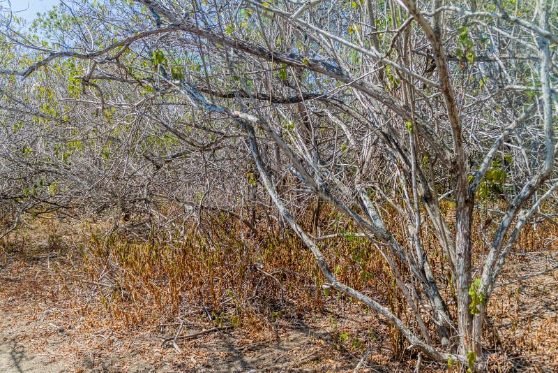 Bosque Seco En El Parque Nacional De Machalilla Imagen de archivo ...