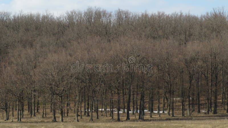 Bosque Sin Hojas En El Fondo Imagen de archivo - Imagen de viejo ...