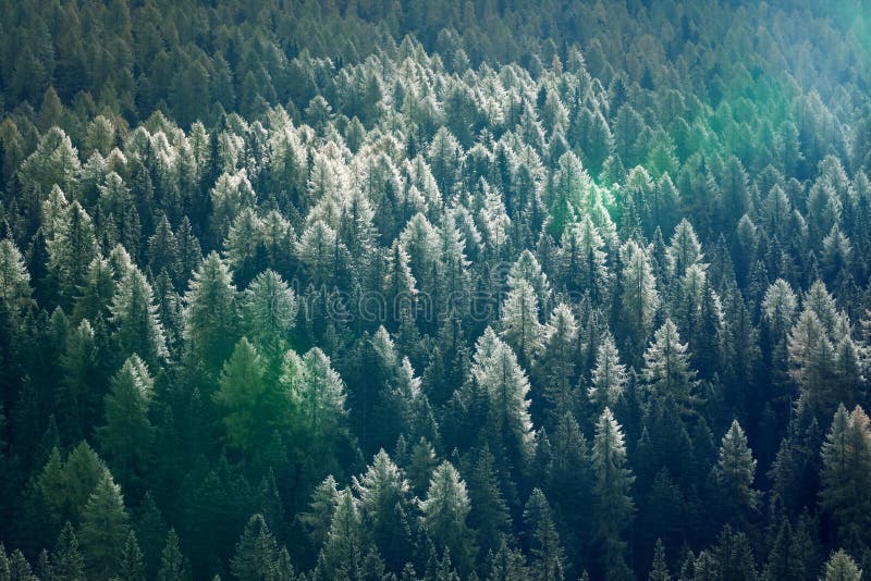 Bosque Sun-contaminado Desde Arriba Imagen de archivo - Imagen de ...