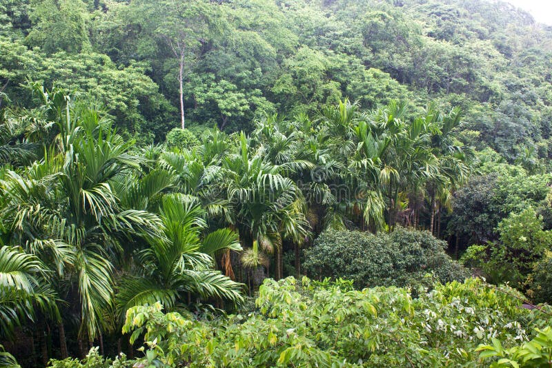 Bosque tropical imagen de archivo. Imagen de plantas - 33389699
