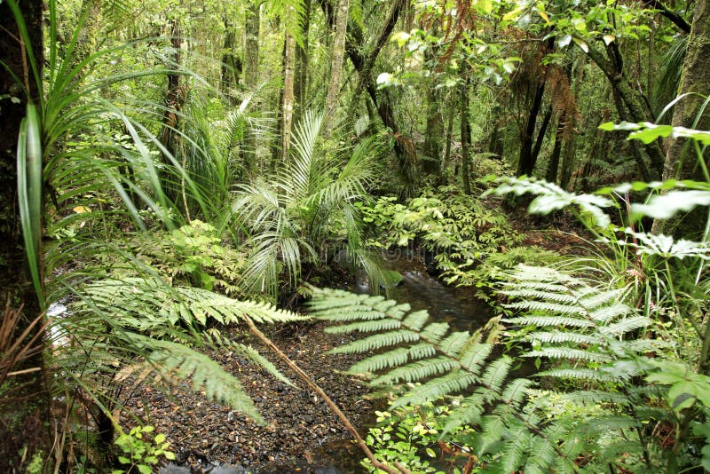 Bosque tropical foto de archivo. Imagen de flora, tropical - 3885384