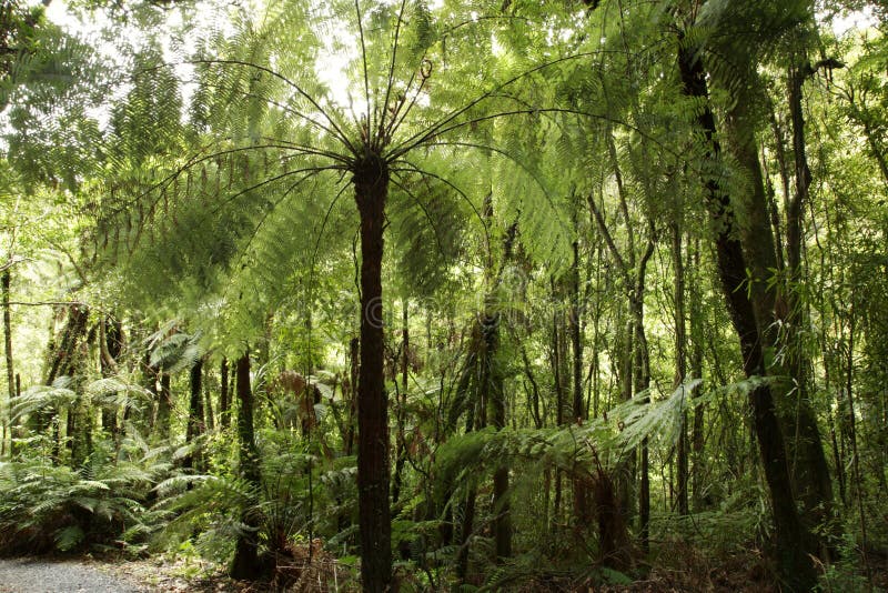Bosque tropical foto de archivo. Imagen de verde, exterior - 7290762