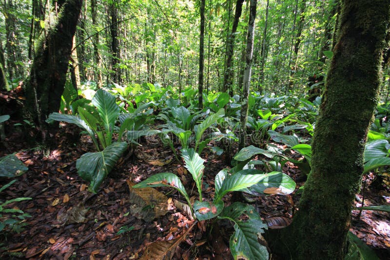 Bosque Tropical En El Parque Nacional De Canaima, Venezuela Imagen de ...