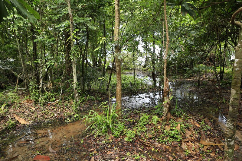 Bosque Tropical En La Isla De Koh Rong Imagen de archivo - Imagen de ...