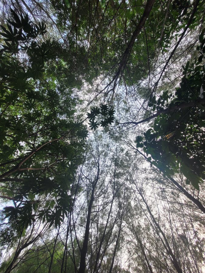 Bosque urbano en surabaya imagen de archivo. Imagen de cubo - 264124819