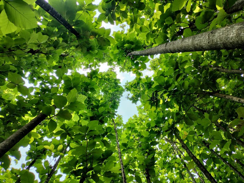 Bosque Urbano Oxygenproducing Foto de archivo - Imagen de flor, verde ...