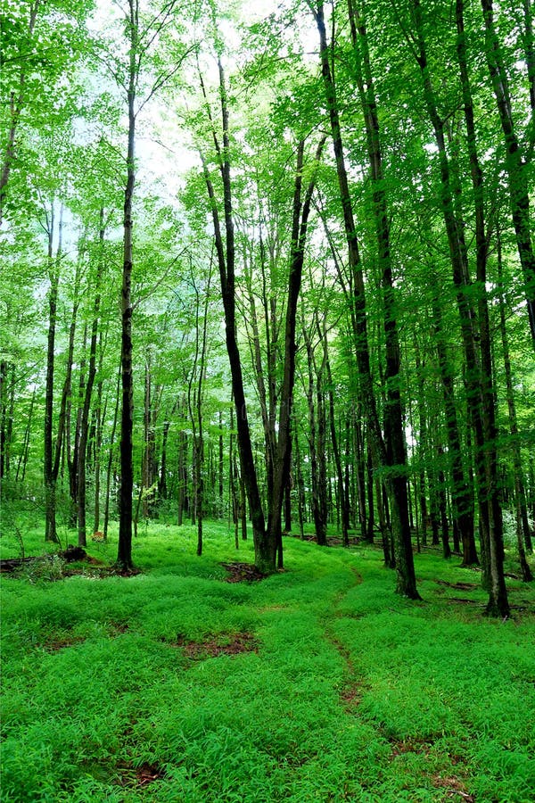4,224,740 Bosque Verde Fotos de stock - Fotos libres de regalías de ...