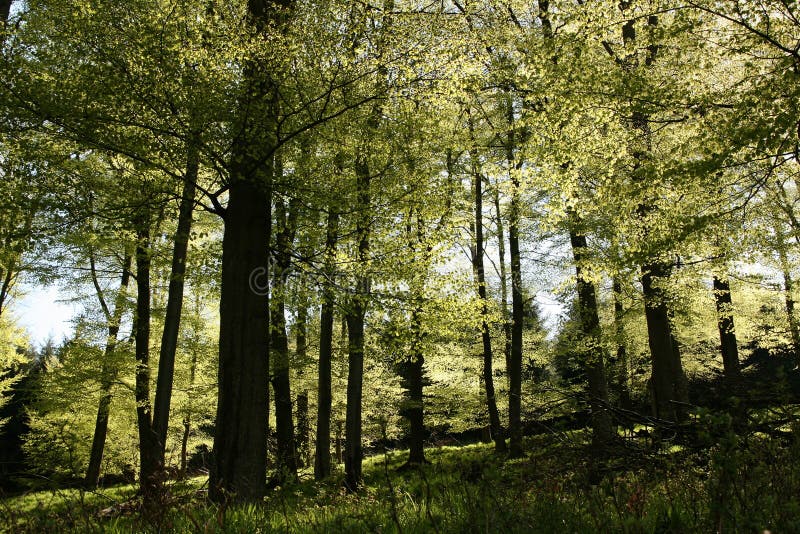 Bosque verde imagen de archivo. Imagen de senderismo - 13191889