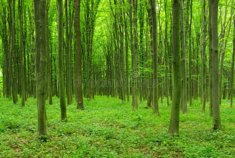 Bosque verde imagen de archivo. Imagen de salvaje, ambiente - 14558767